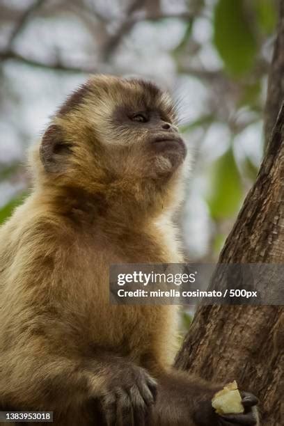 Tufted Capuchin Monkey Photos And Premium High Res Pictures Getty Images