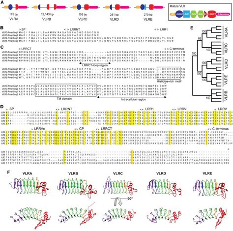 Evolution Of Two Distinct Variable Lymphocyte Receptors In Lampreys VLRD And VLRE Cell Reports