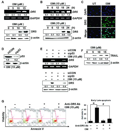 I3m Upregulates Dr5 Expression In Hct116 P53 Cells Via P53