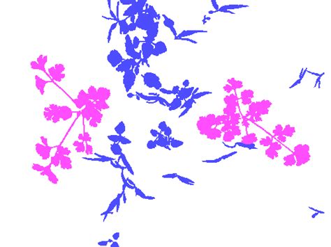 Carrot Weed Dataset Ninja