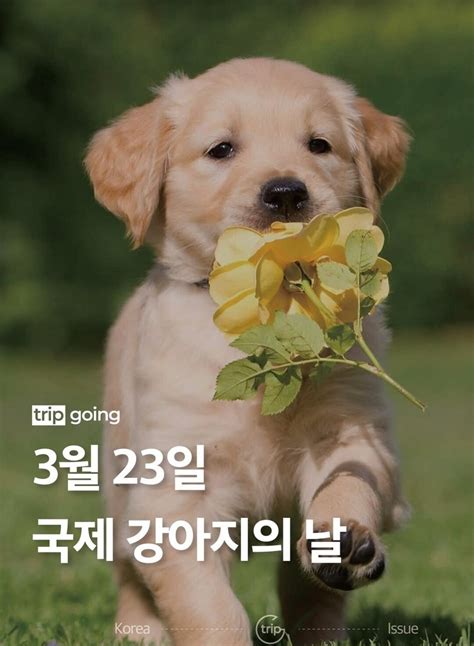 국제 강아지의 날 자세별 의미 모음 유머 움짤 이슈 에펨코리아