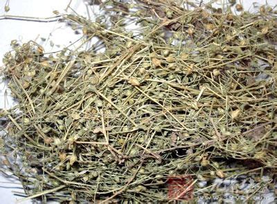 小米草别名 小米草 小米草图片 大山谷图库