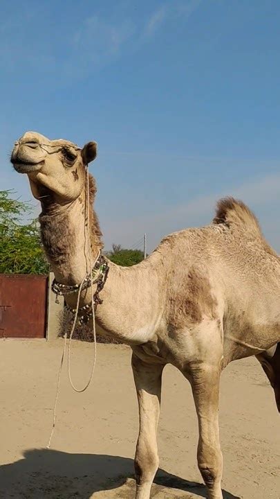 لادلا كاميل Youtube