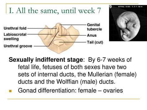 Ppt Development Of Reproductive Anatomy Powerpoint Presentation Free Ppt Development Of Reproductive Anatomy Powerpoint Presentation Free