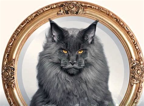 Mmw Maine Coons Gig Harbor Wa Patch
