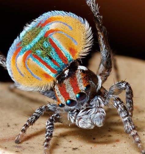 Mg 4150 Peacock Spider Maratus Volans Araignée Paon Araignée