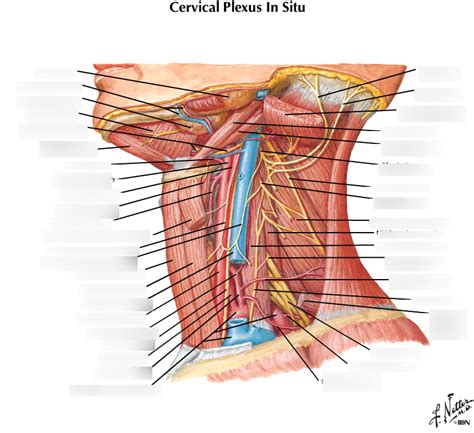Cervical Plexus In Situ Diagram Quizlet