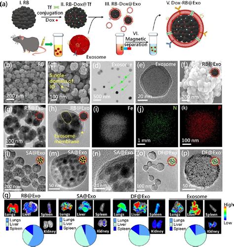 Preparation And Physicochemical Characterization Of Rbexo And Other Download Scientific