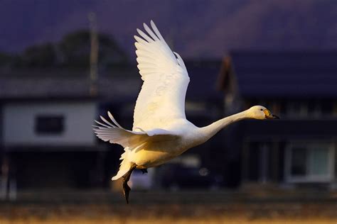 コハクチョウ 夕暮れのダンス 鳥撮り野鳥