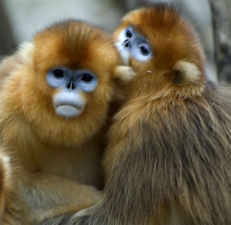 Golden Snub Nosed Monkey Wallpaper