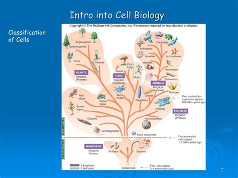PPT Introduction Into Cell Biology PowerPoint Presentation Free Download ID 451484