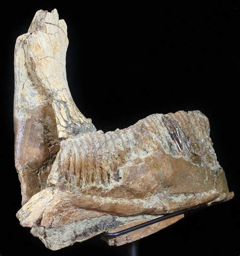 94 Hadrosaur Jaw Section With Three Teeth Judith River Formation