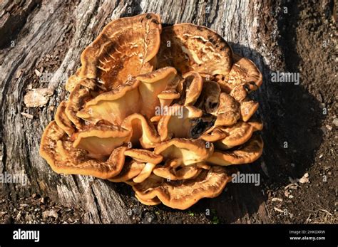 A View Of A Large Fungi On A Rotten Tree Stump At A Wildlife Park Stock