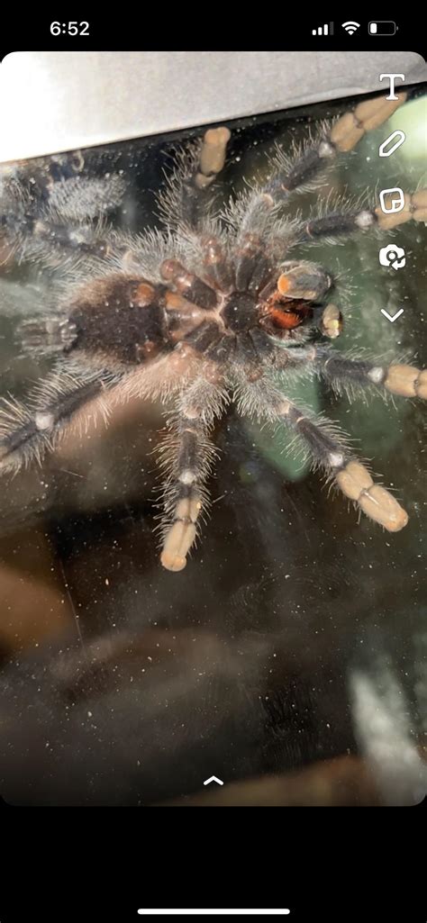 Pink Toe Sexing Rtarantulas