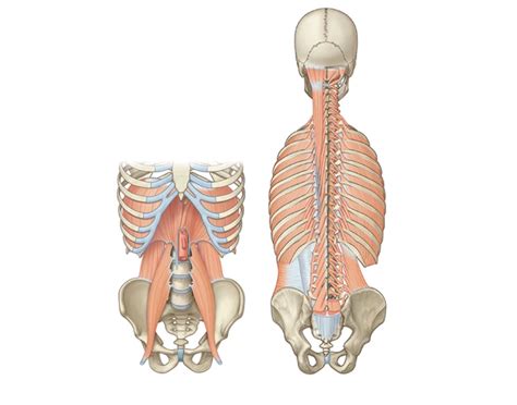 Instrisic Muscles Of The Back And Abdo Quiz