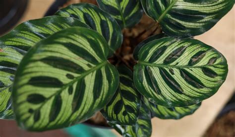 Peacock Plant Benefits Care And Maintenance Tips