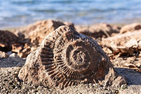 Premium Photo Paleontological Fossil Ancient Mollusk Shell Lake Garda Shore Lombardy Italy