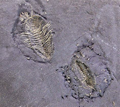 Trilobite Fossil Gallery Facts And Information About Trilobites