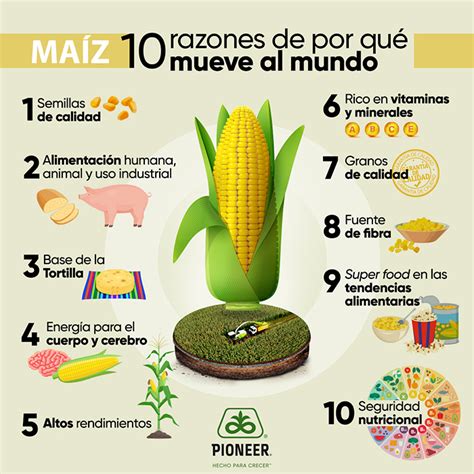 El Maíz La Poderosa Semilla Que Mueve Al Mundo Bm Editores