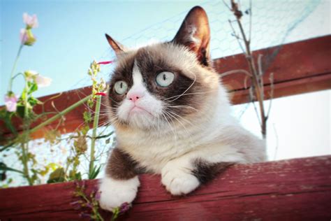 The Worlds Grumpiest Cat Grumpy Cat®