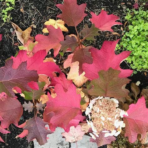 Toy Soldier™ Oakleaf Hydrangea Sooner Plant Farm