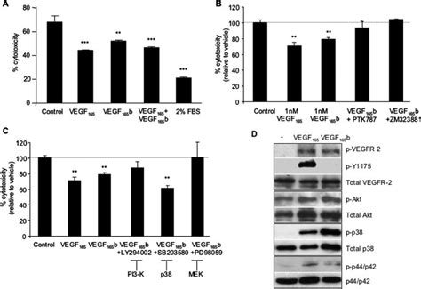 Vegf A 165 B Is A Survival Factor For Human Endothelial Cells A
