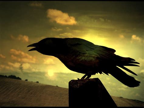 Bird Silhouette Wallpapers Wallpaper Cave