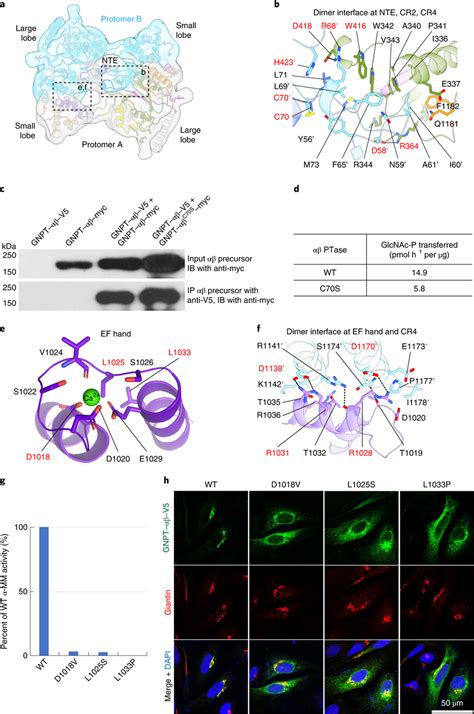 The Catalytic Core Structure Of Ptase A Dimer Interface Of The Human