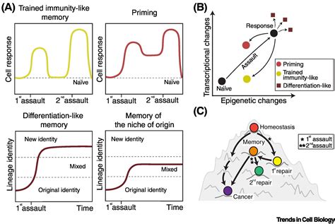 Multiplicity Of Stem Cell Memories Of Inflammation And Tissue Repair In Epithelia Trends In