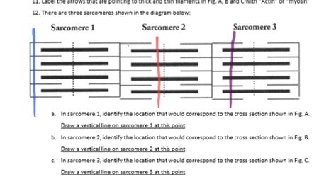 Solved Model 3 Cross Section Through A Sarcomere Model 3 Shows A Course Hero