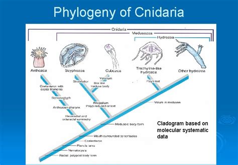 Filum Coelenterata Cnidaria 1 Classification Formerly 2 Phylum