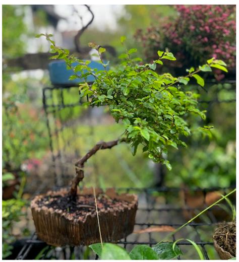 Sageretia Bonsai Society Of Australia Inc