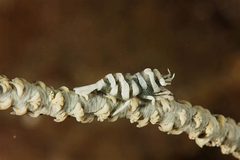 Neurodojo September 2011