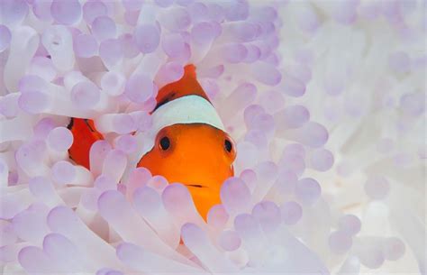 14 Fascinating Sea Creatures Captured On Camera