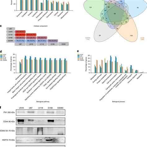 Different Groups Of GBM Cells Can Be Defined Based On Invasiveness Download Scientific Diagram