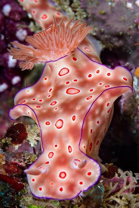 開了外掛才能長成這樣系列海洋生物美嗎 每日頭條