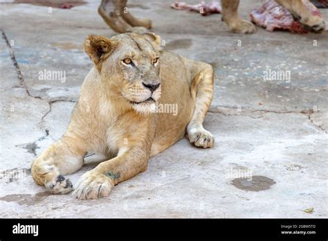 Cuban Lions