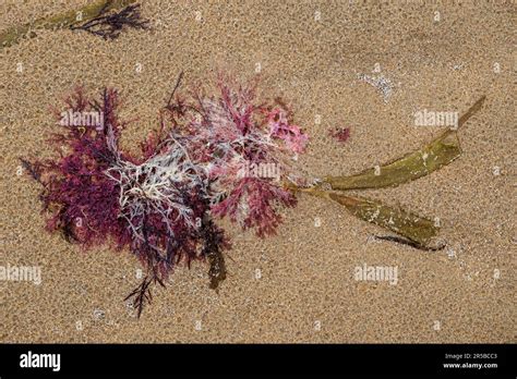 Gelidium Sesquipedale Seaweed Detail Of Red Algae Washed Up On The