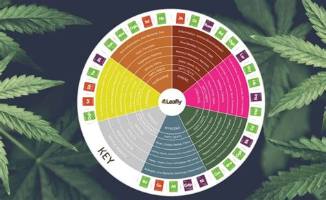 What Are Terpenes And How Unique Is The Terpenes Chart Imperial Bud