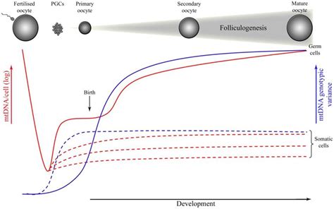 3 The Estimated Rate Of Mtdna Copy Number And Mtdna Gene Variants