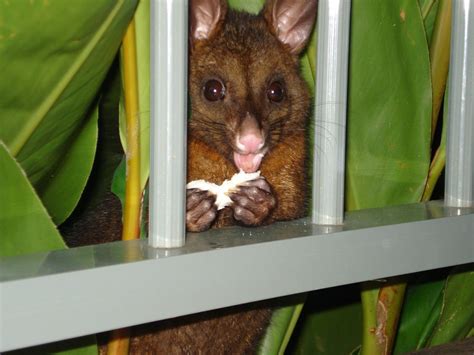How To Get Rid Of Possums Naturally Diy Remedies Bugwiz