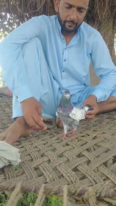 آج جامن پر گرا فروز پری کبوتر پکڑا Youtube