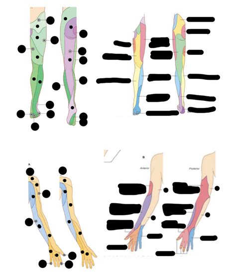 Nerves Diagram Quizlet