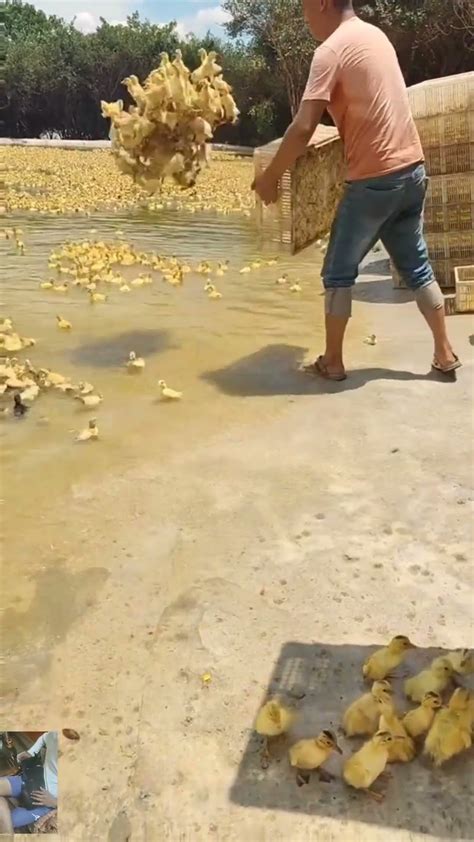 Duck Forum Youtube Youtubeshorts Duck Reels Shorts Short Viralshorts Youtube