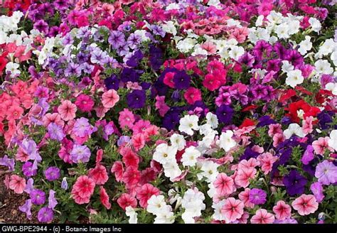 Petunia - Madness Mix: Classic petunias are garden standbys. They are ...