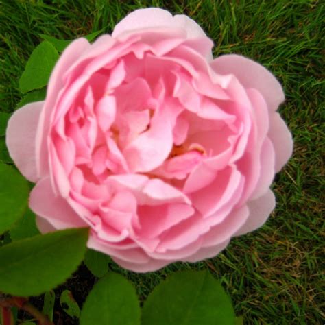 Constance Spry Rose Eastcroft Roses