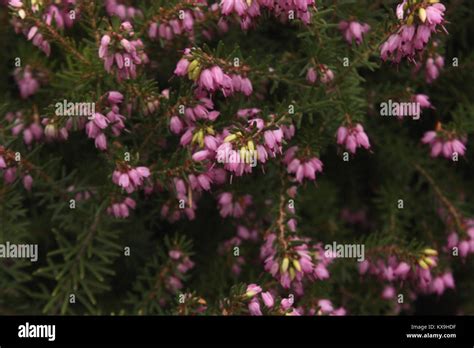 This Entry Appears To Reference A Code Or Digital Data Possibly Related To Website Development