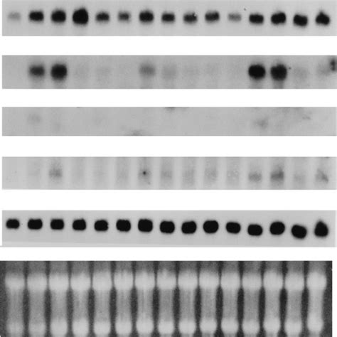 Activation Of The Gm Csf Receptor B Chain Before And After Gm Csf