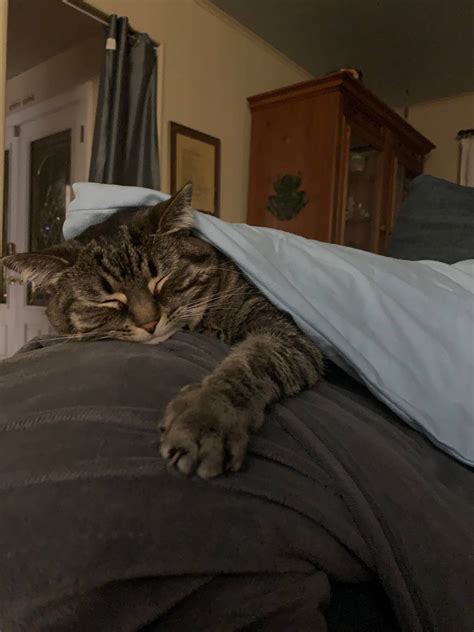 Happy Kitty Approves Of Moms New Electric Blanket Scrolller