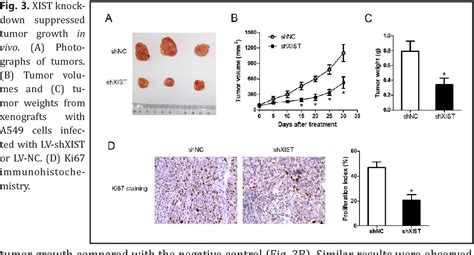 Figure 3 From The Long Non Coding Rna Xist Controls Non Small Cell Lung